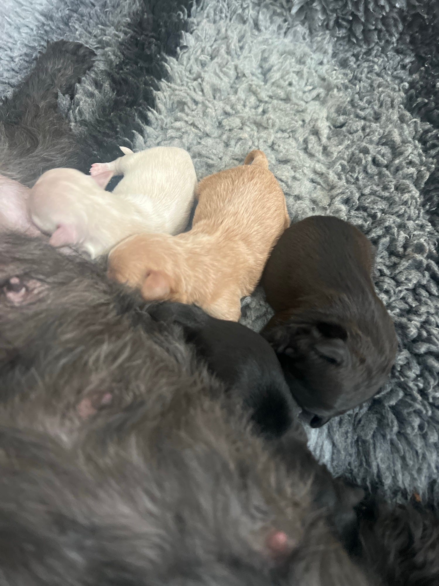 Valpar | Magdalena Graafs Blogg | Amelia