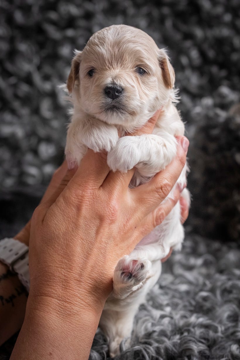 Valp fest och eurovision | Magdalena Graafs Blogg | Amelia