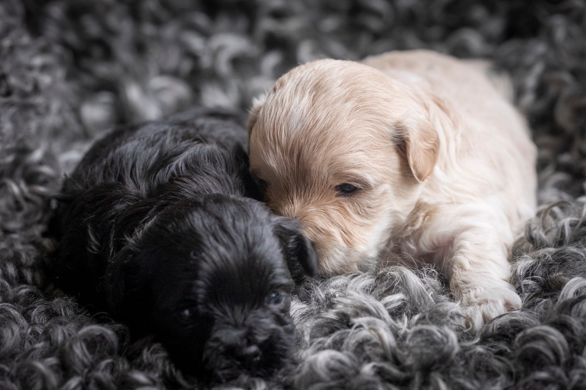 Valp fest och eurovision | Magdalena Graafs Blogg | Amelia