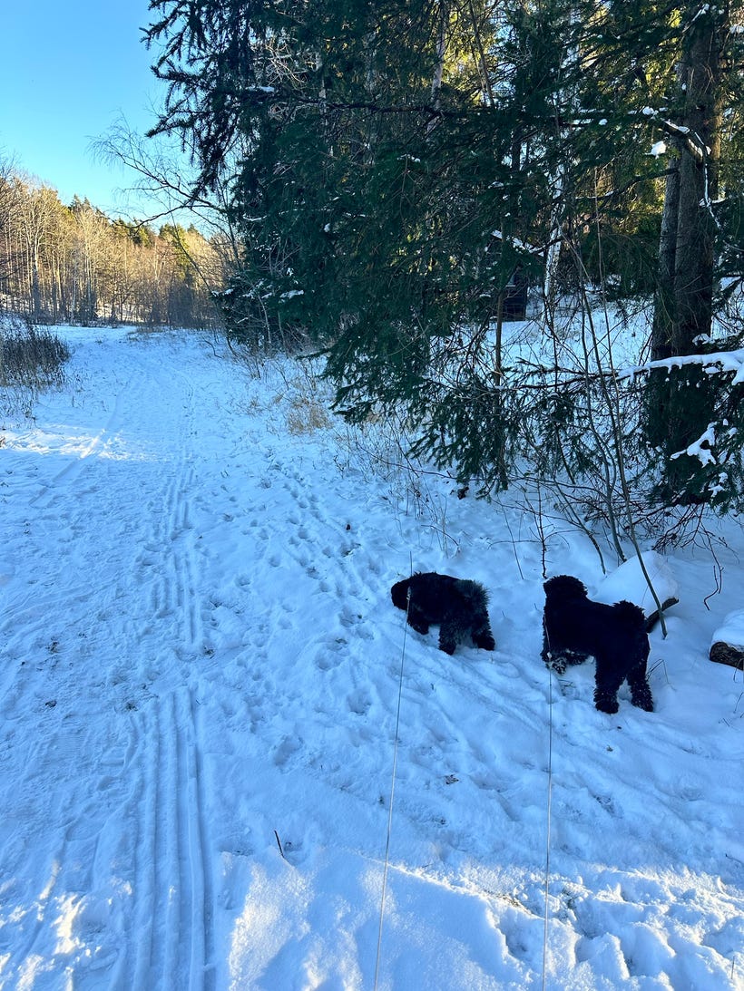 IPL, barnarbete, kalas, Moos... | Magdalena Graafs Blogg | Amelia