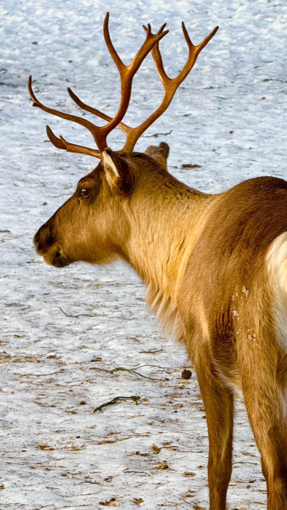 När man får hänga med renar | Monas Universum | Amelia