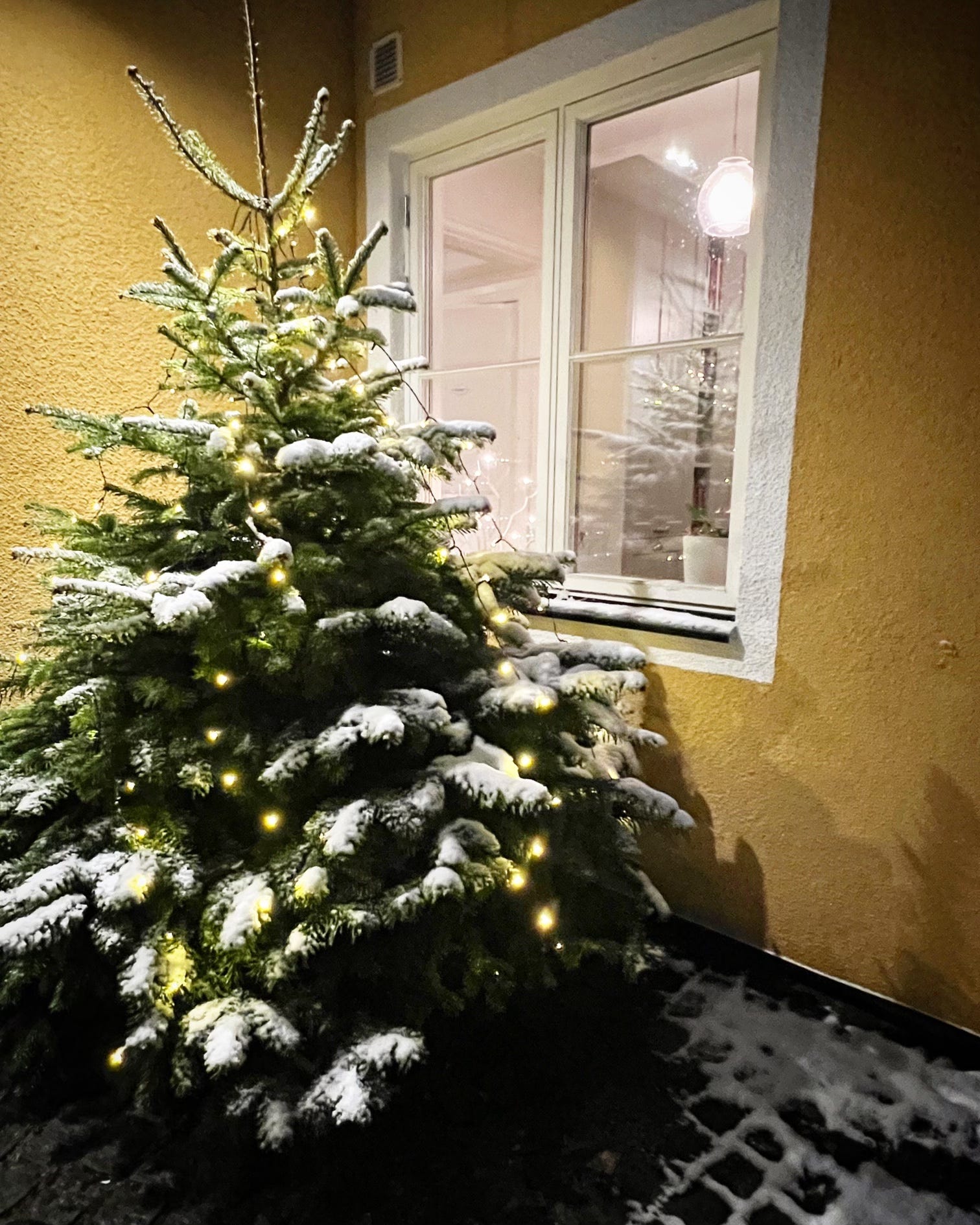 Utegran eller innegran – vad är f... | Familjen Lindorff | Amelia