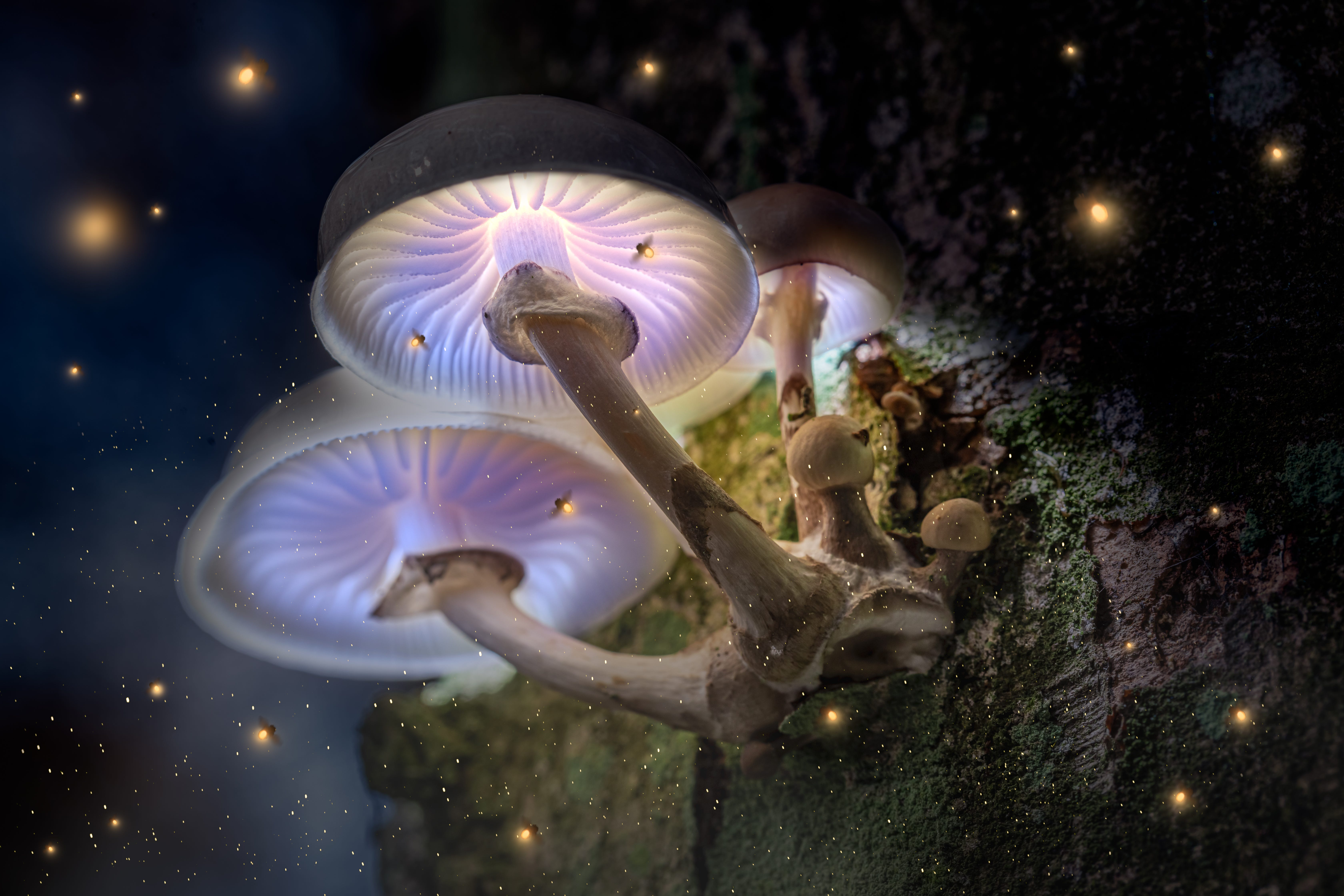 Horoskop - Vecka 41 | Astrobloggen | Damernas Värld