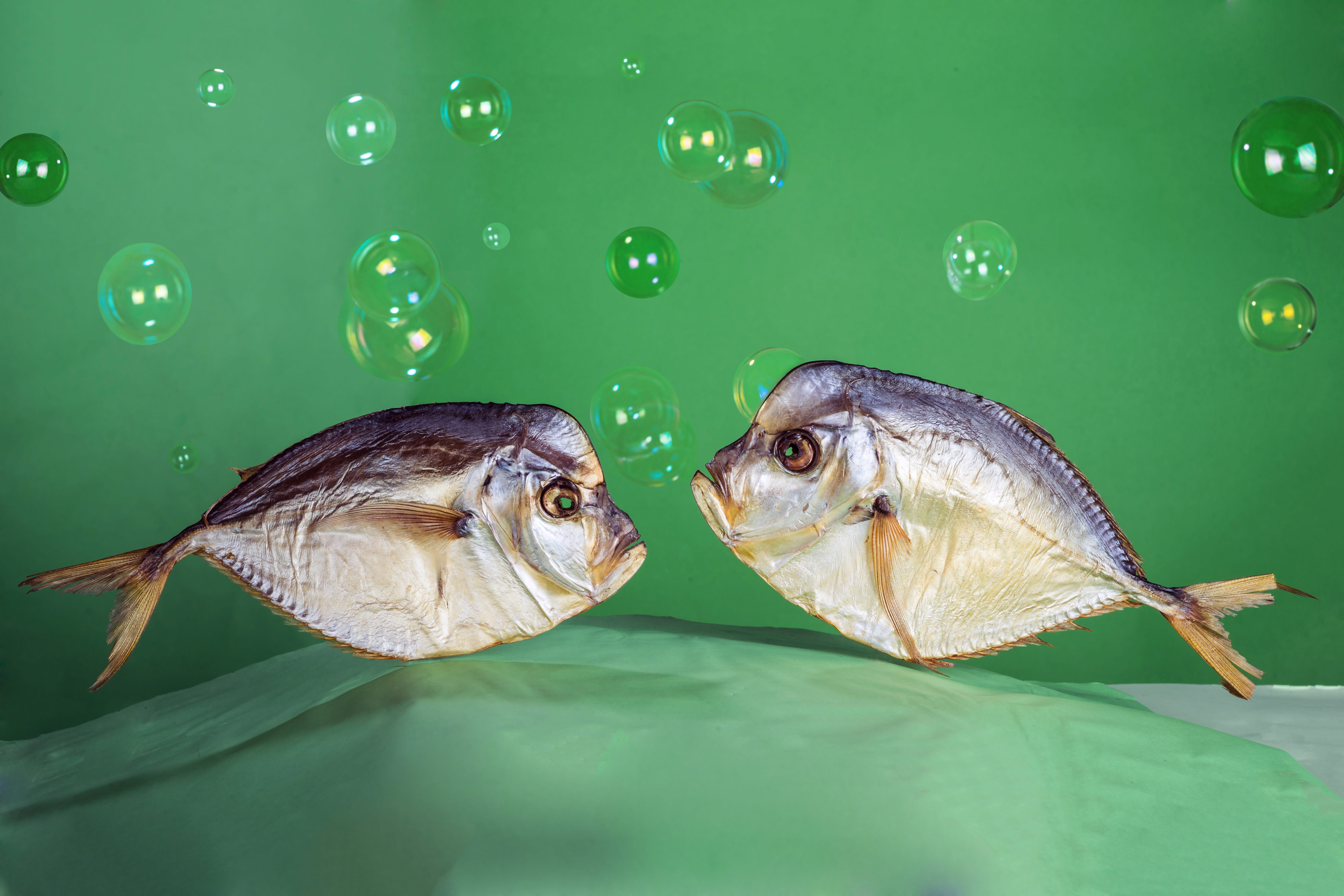 Grattis på födelsedagen Fiskarna | Astrobloggen | Damernas Värld