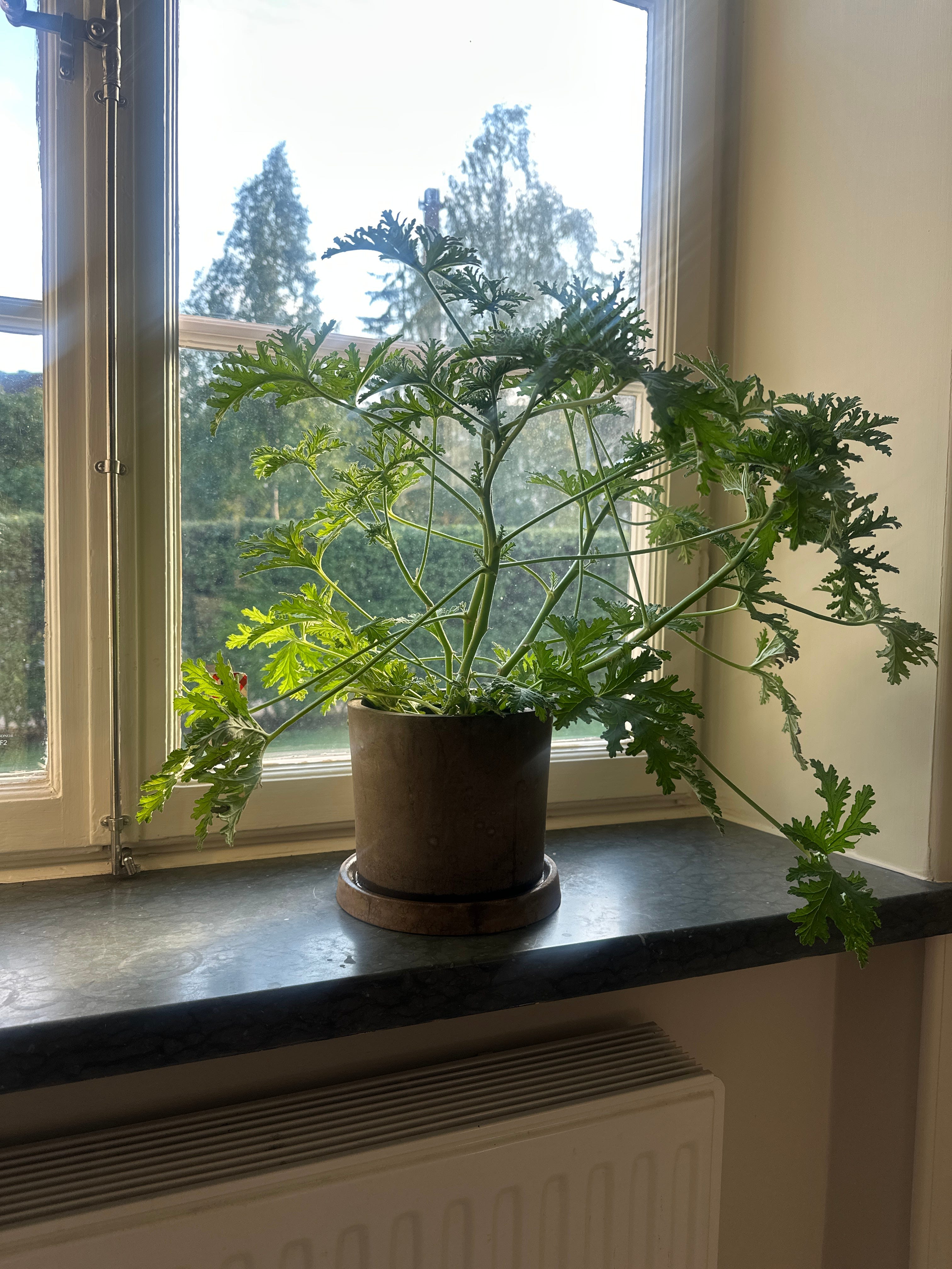 MODERSKEPPET OCH LILLA PLANETEN | Vimmelmamman | Damernas Värld