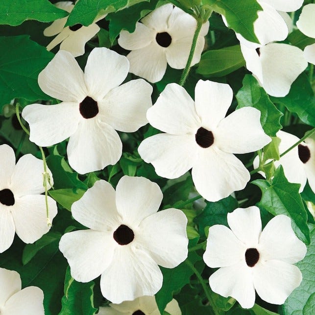 De bästa sommarblommorna till trädgår... | Simplicity | Sköna Hem