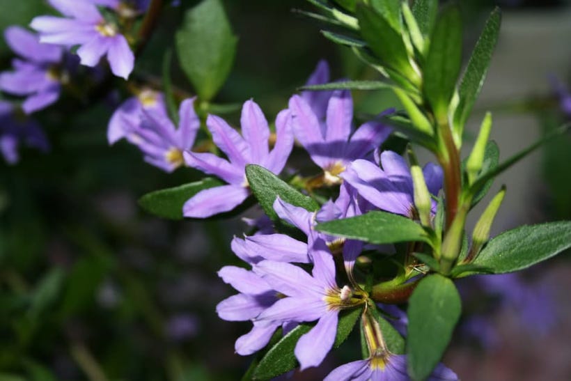 De bästa sommarblommorna till trädgår... | Simplicity | Sköna Hem