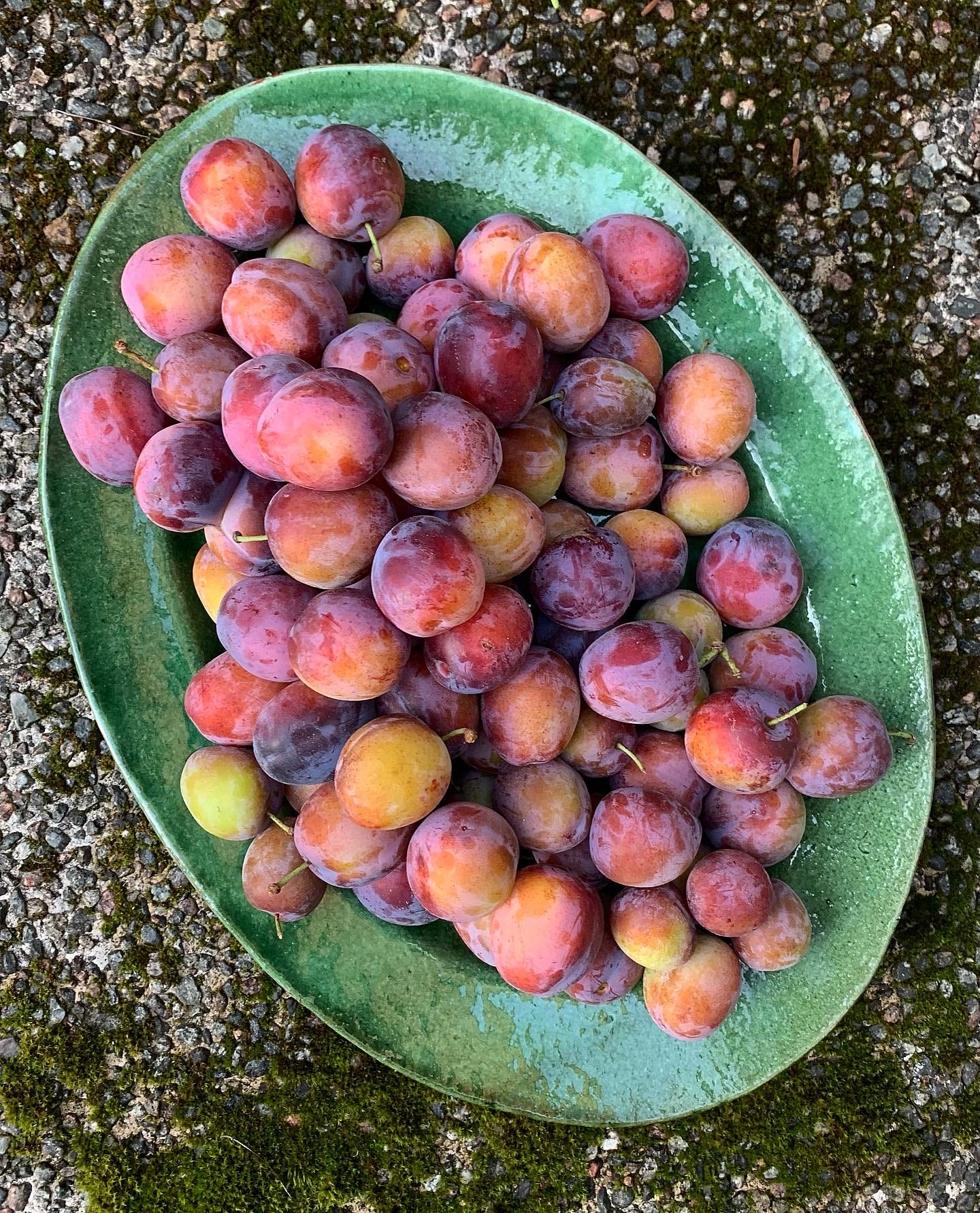 Plommon ”Victoria” torde vara guds... | Svante Öqvist | Sköna Hem