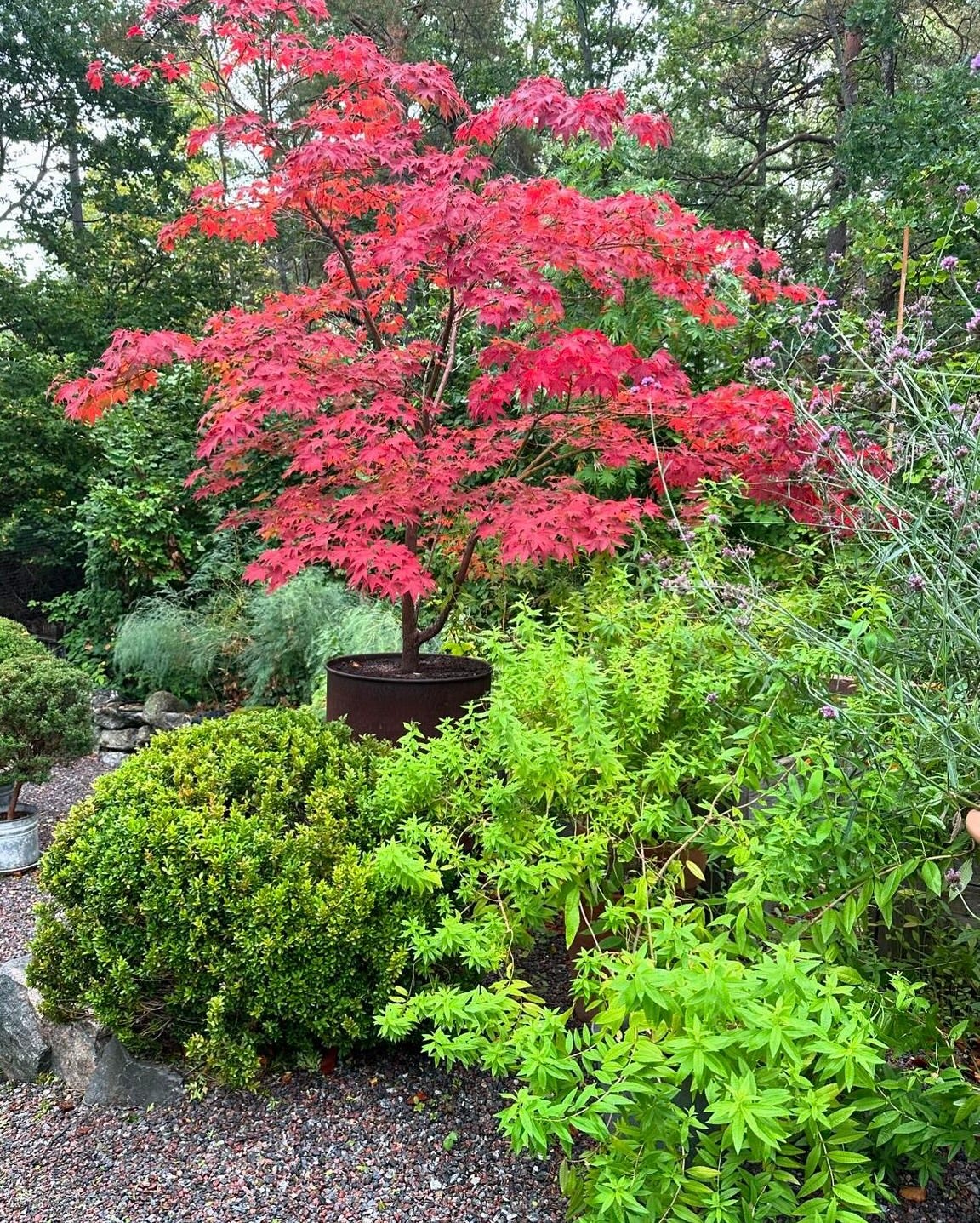 Vingad benved precis som japansk b... | Svante Öqvist | Sköna Hem