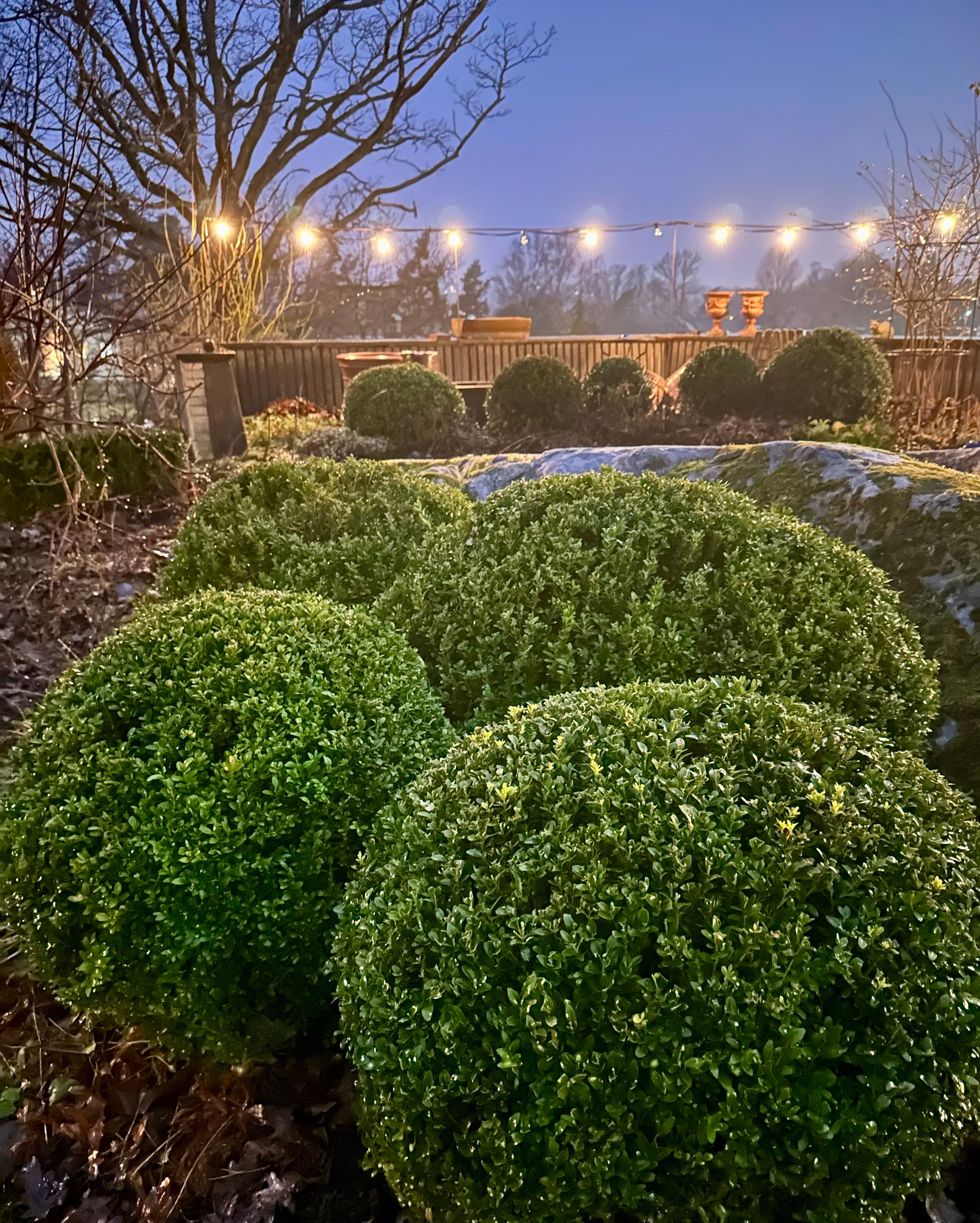 Busigt kringrullande buxboms/idegr... | Svante Öqvist | Sköna Hem