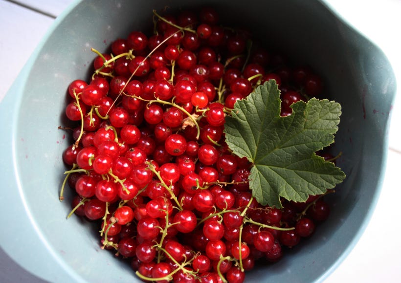 Kräm av röda vinbär | Madame Edith | Allt om Mat